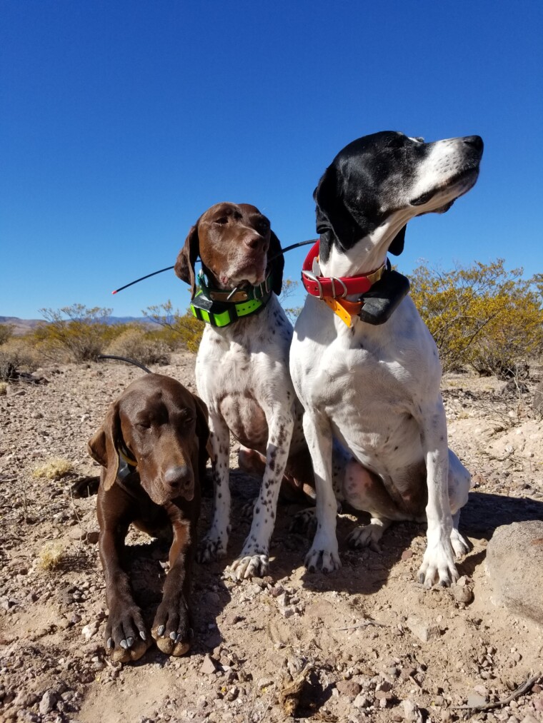 Quail – The Santa Fe Guiding Co