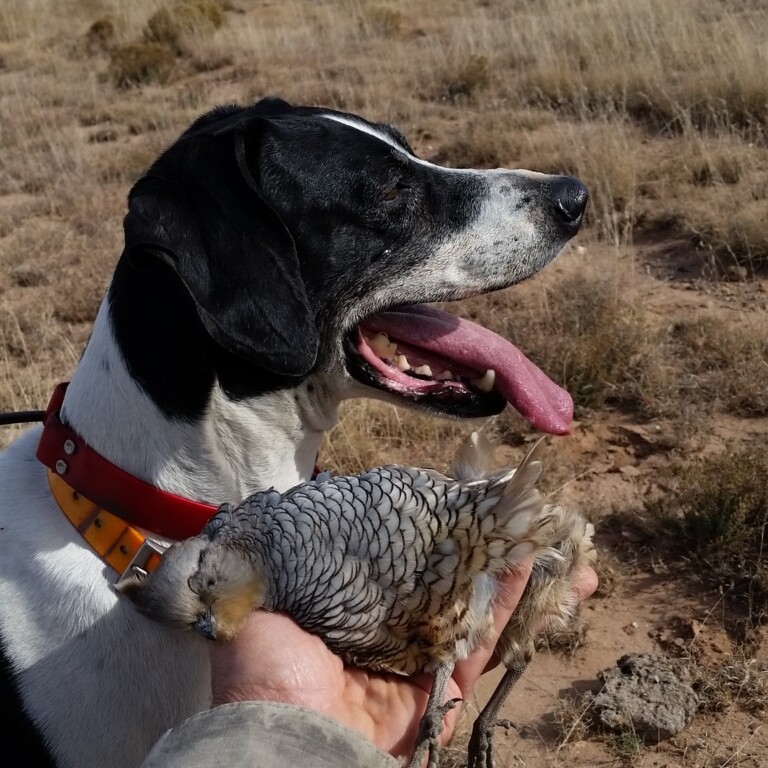 Quail - The Santa Fe Guiding Co