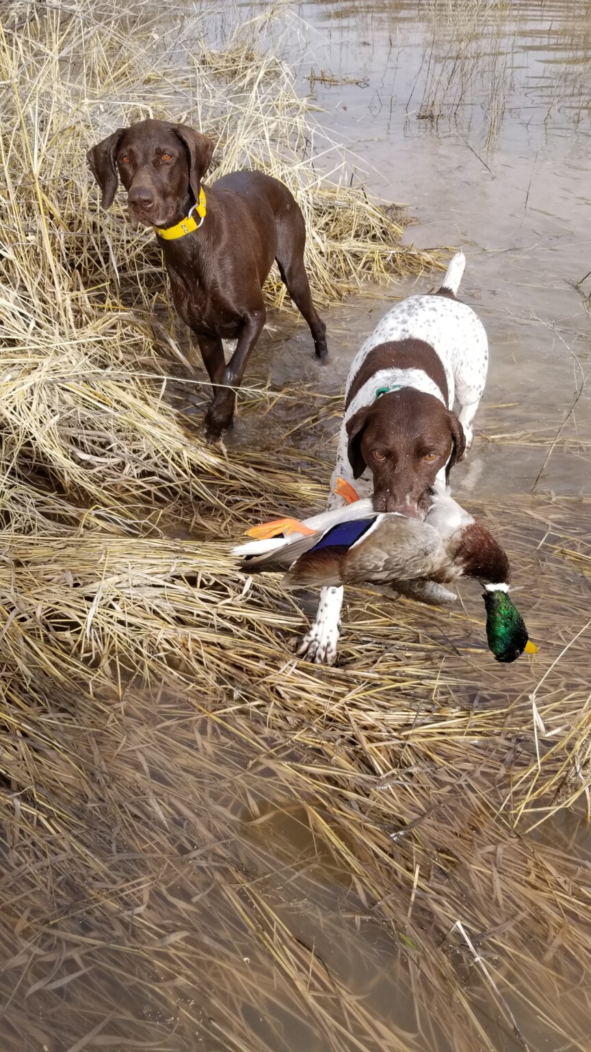 New Mexico Duck Hunting Guide - The Santa Fe Guiding Co